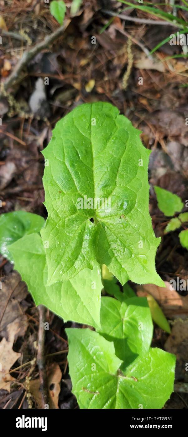 tall rattlesnake root (Nabalus altissimus Stock Photo - Alamy