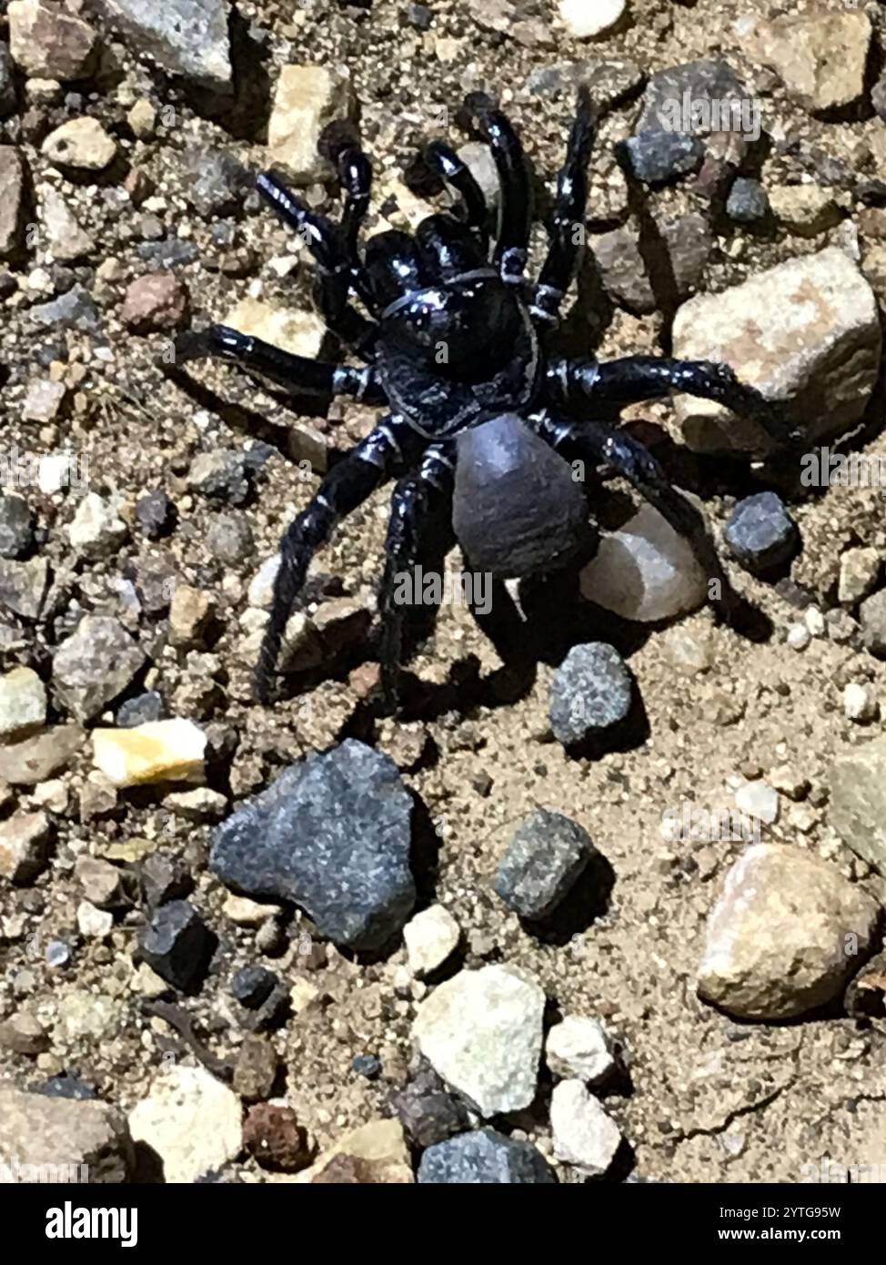 Eastern Mouse Spider (Missulena bradleyi Stock Photo - Alamy