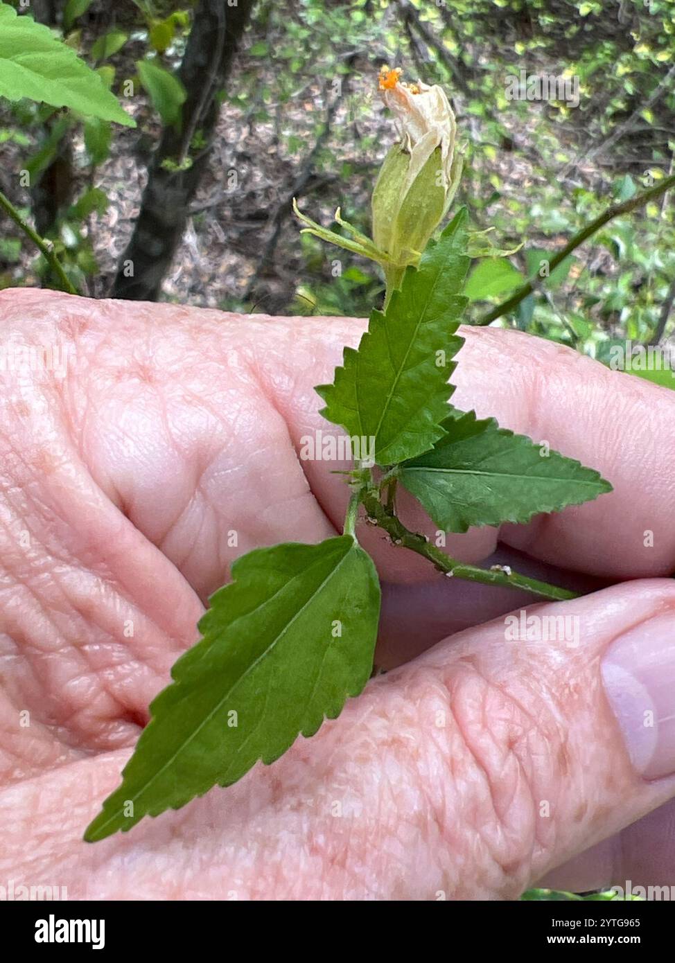 Brazilian rosemallow (Hibiscus phoeniceus Stock Photo - Alamy