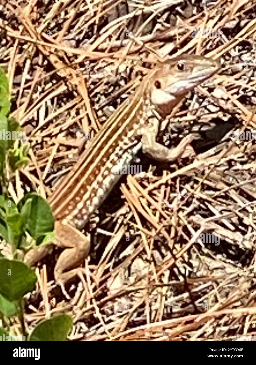 Common Spotted Whiptail (Aspidoscelis gularis Stock Photo - Alamy