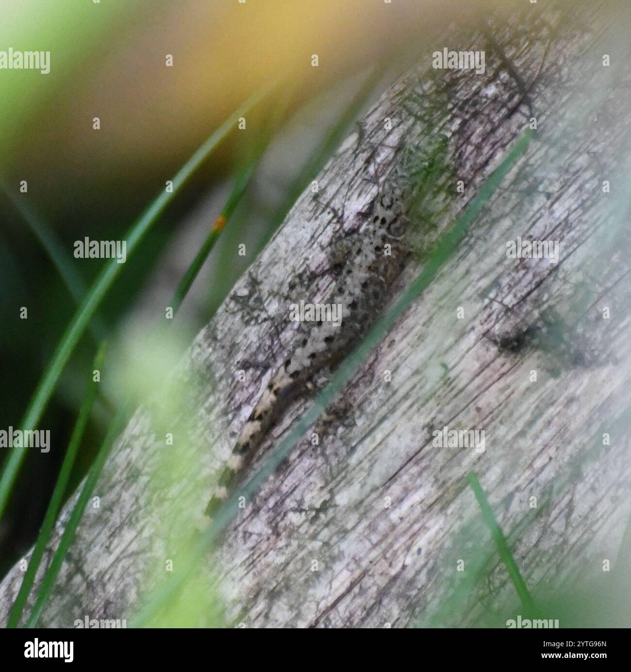 Bridled Forest Gecko (Gonatodes humeralis Stock Photo - Alamy