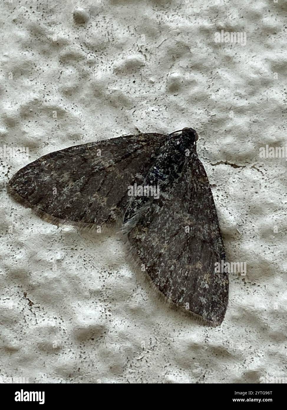 Lobophora hi-res stock photography and images - Alamy