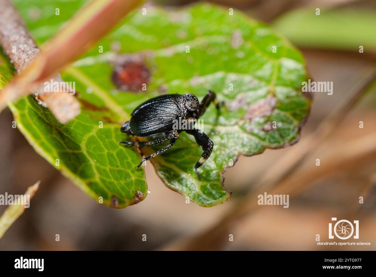 Black Leaf-leg (Phylloscelis atra Stock Photo - Alamy