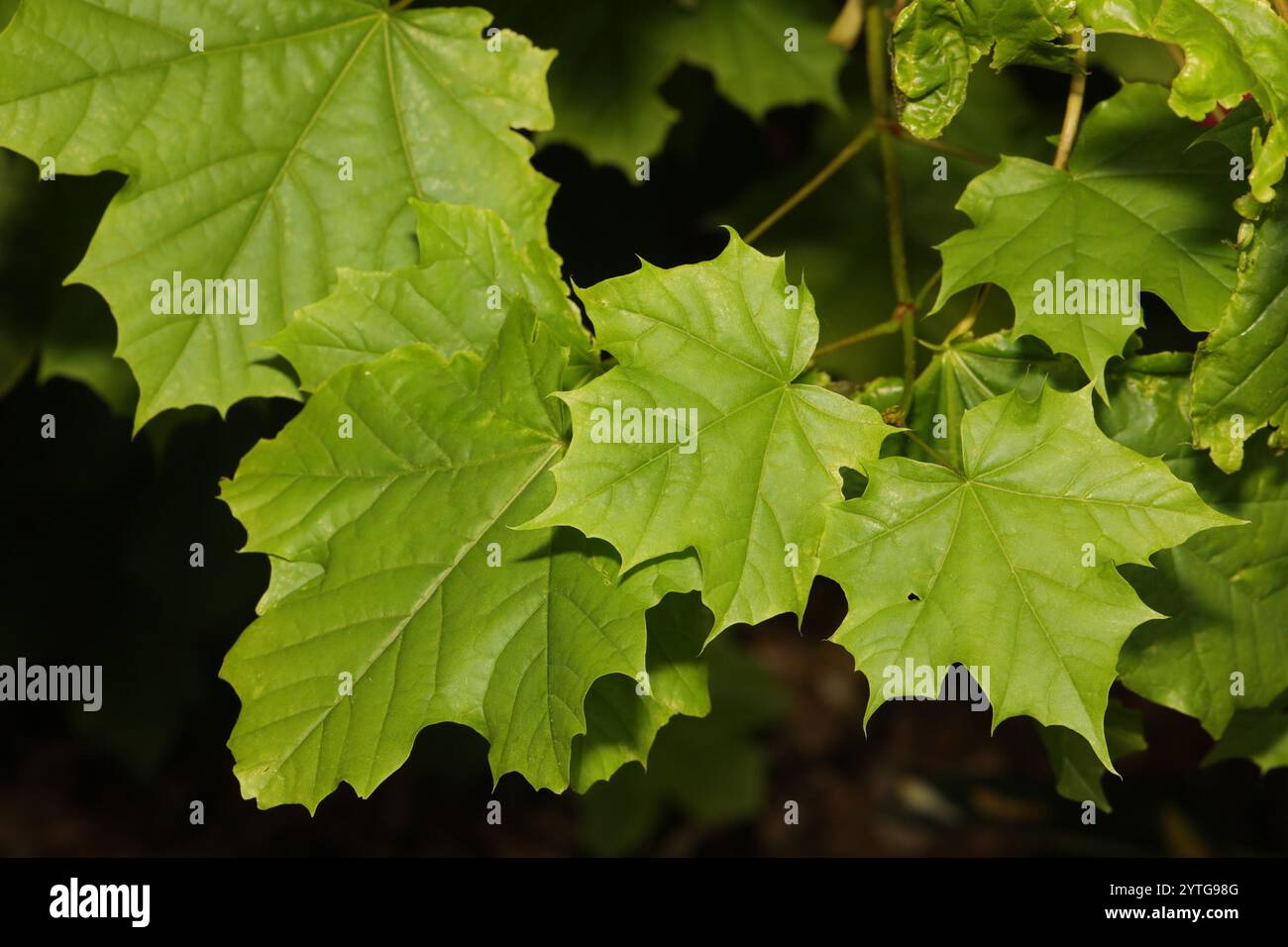 Norway maple (Acer platanoides Stock Photo - Alamy