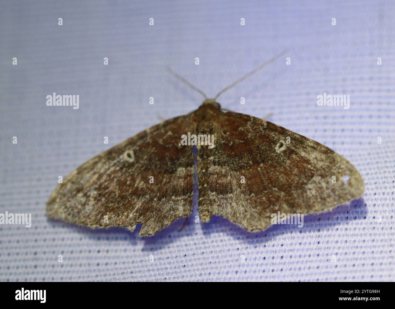 Gem Moth (Orthonama obstipata Stock Photo - Alamy