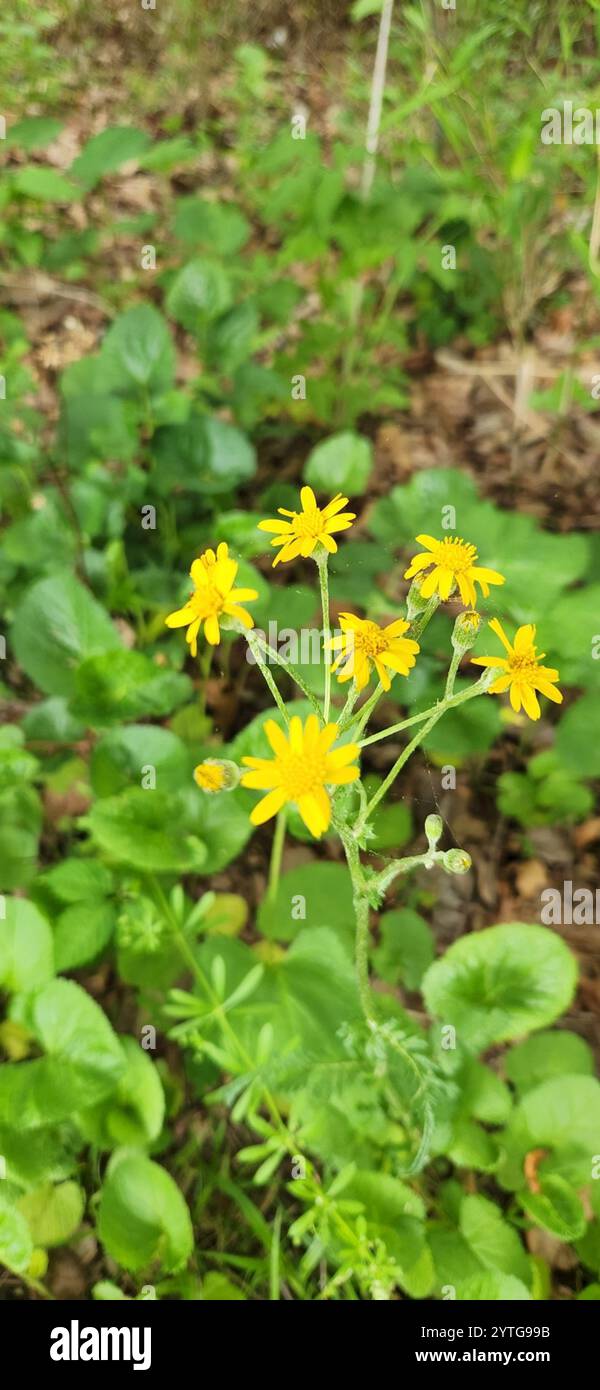 golden ragwort (Packera aurea Stock Photo - Alamy