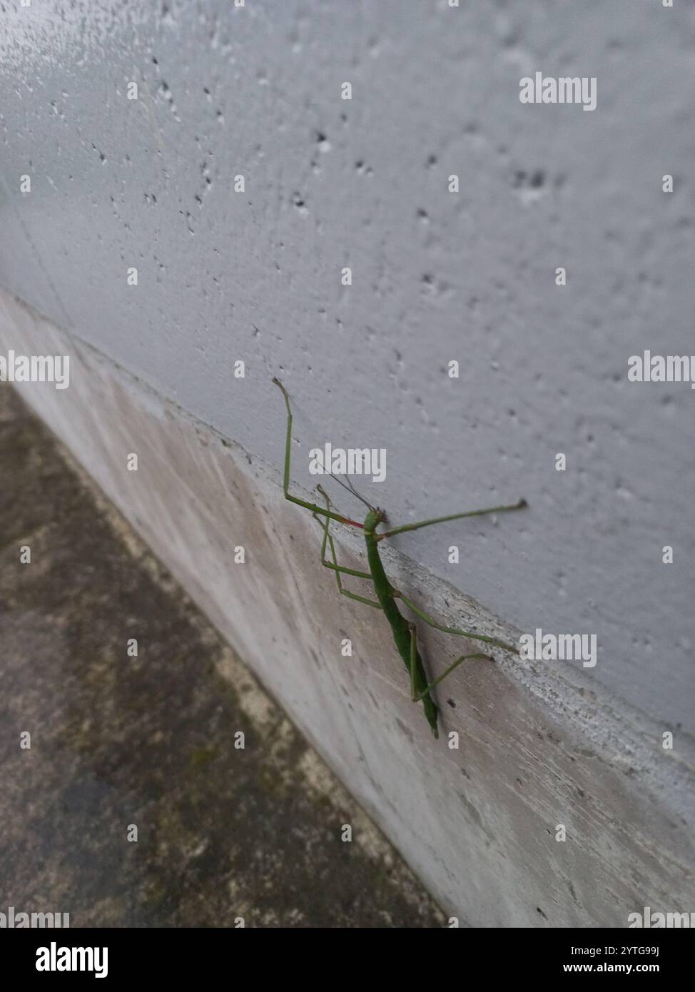 Acanthoxyla inermis hi-res stock photography and images - Alamy