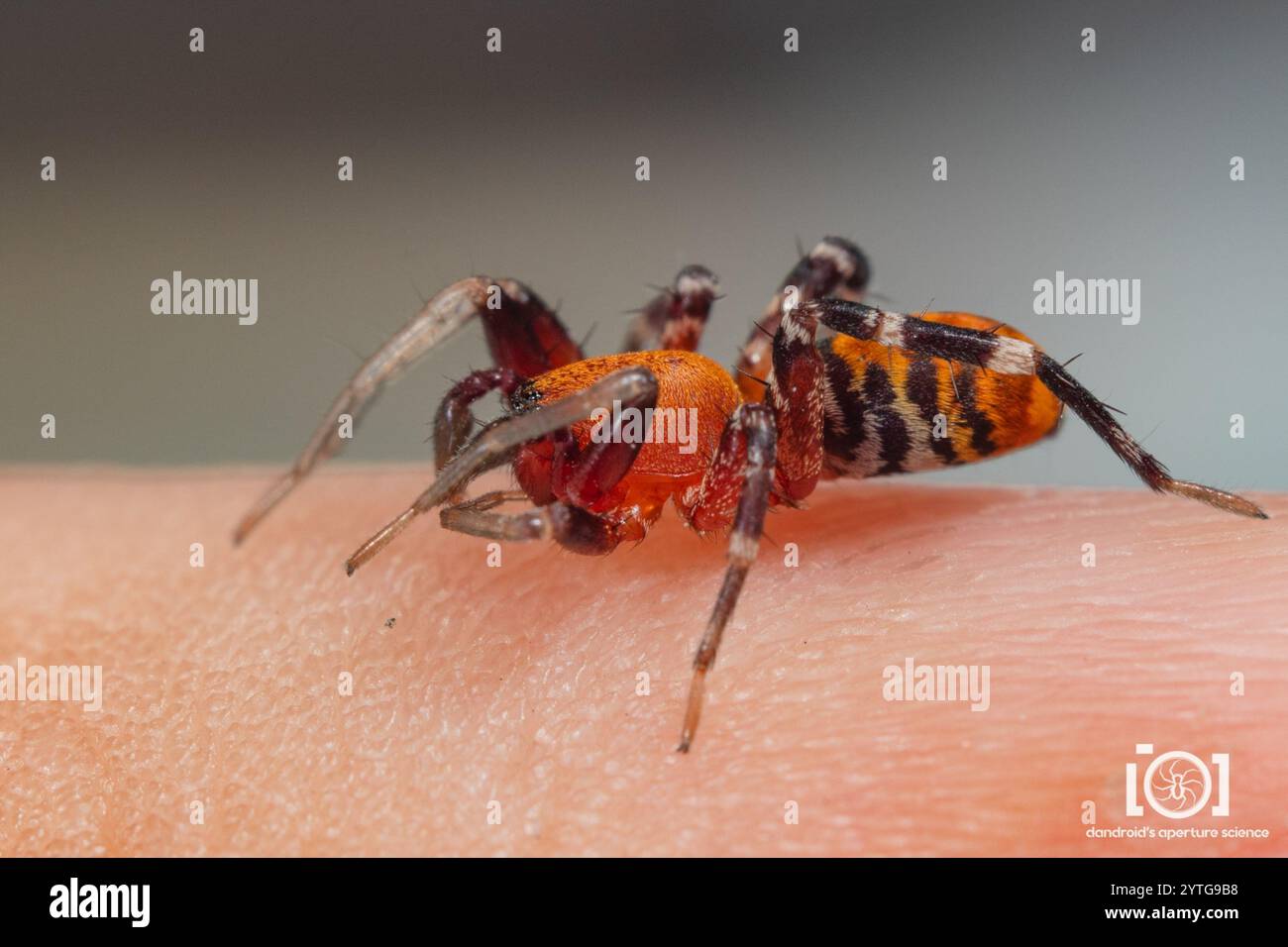 Orange Ant-mimic Sac Spider (Castianeira amoena Stock Photo - Alamy