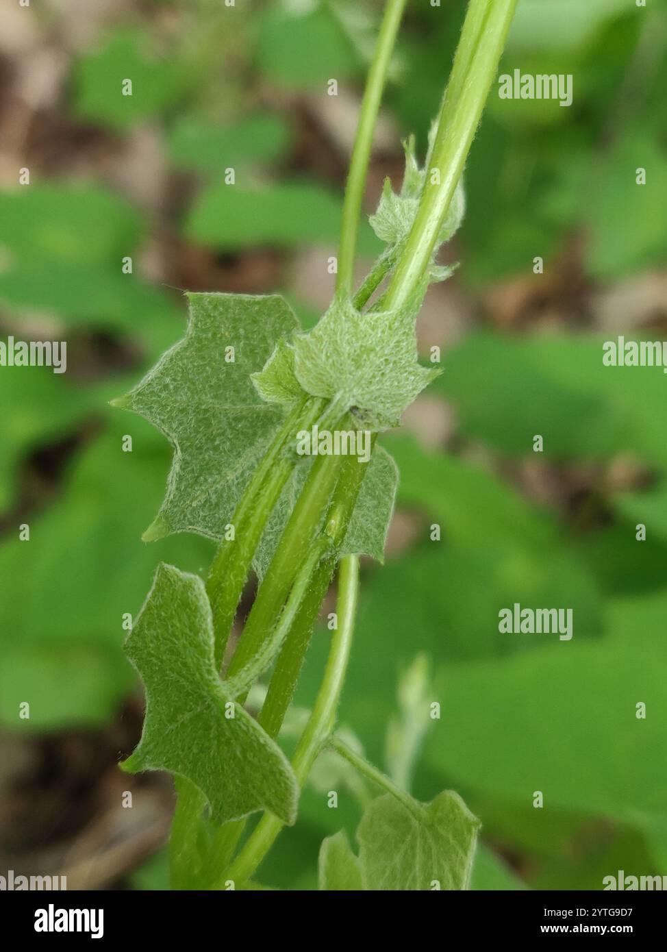 moonseed (Menispermum canadense Stock Photo - Alamy