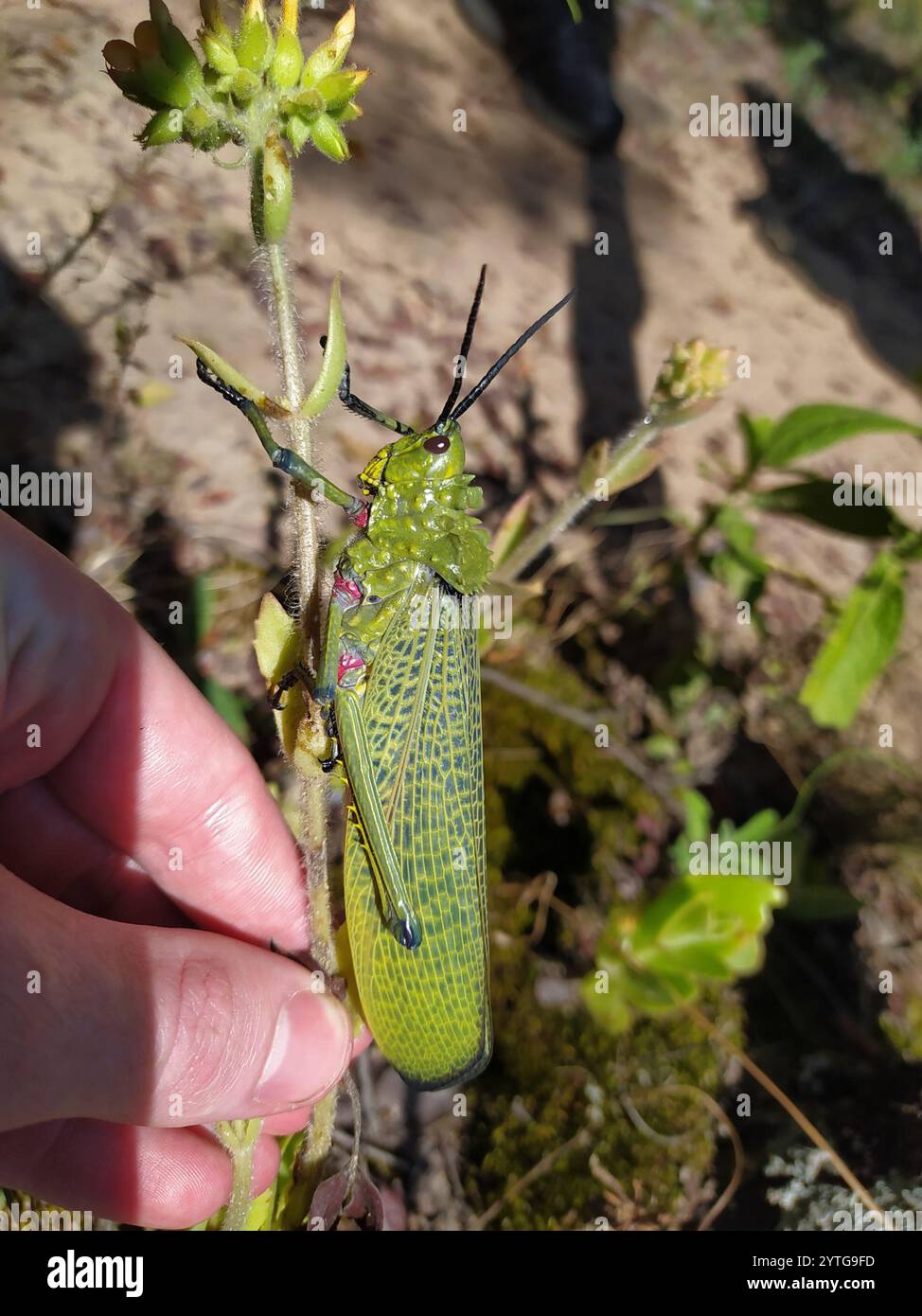Green milkweed locust hi-res stock photography and images - Alamy