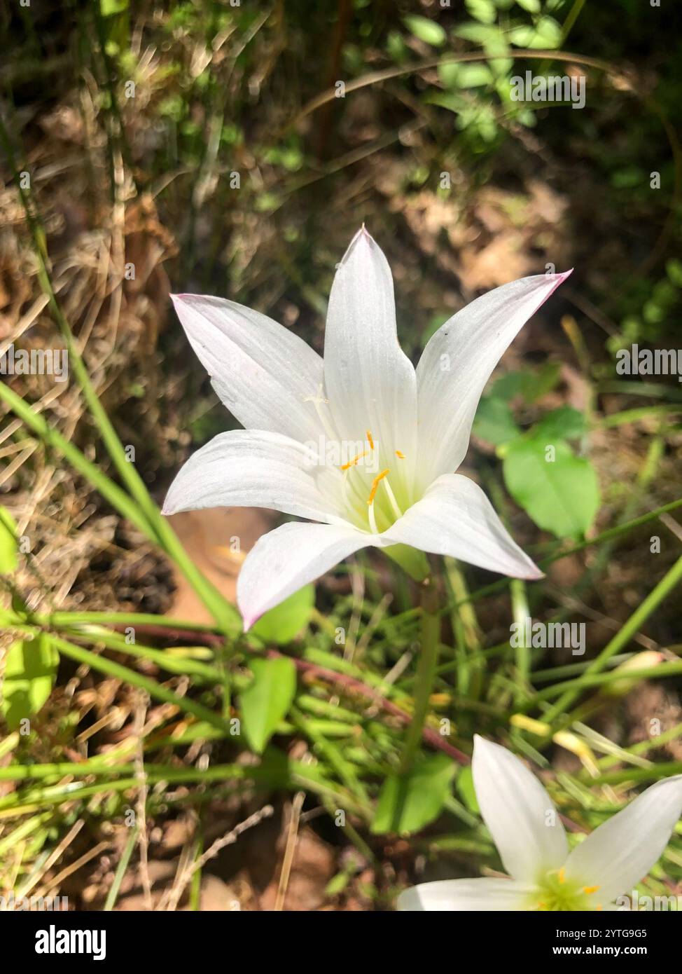 Atamasco Lily (Zephyranthes atamasco Stock Photo - Alamy