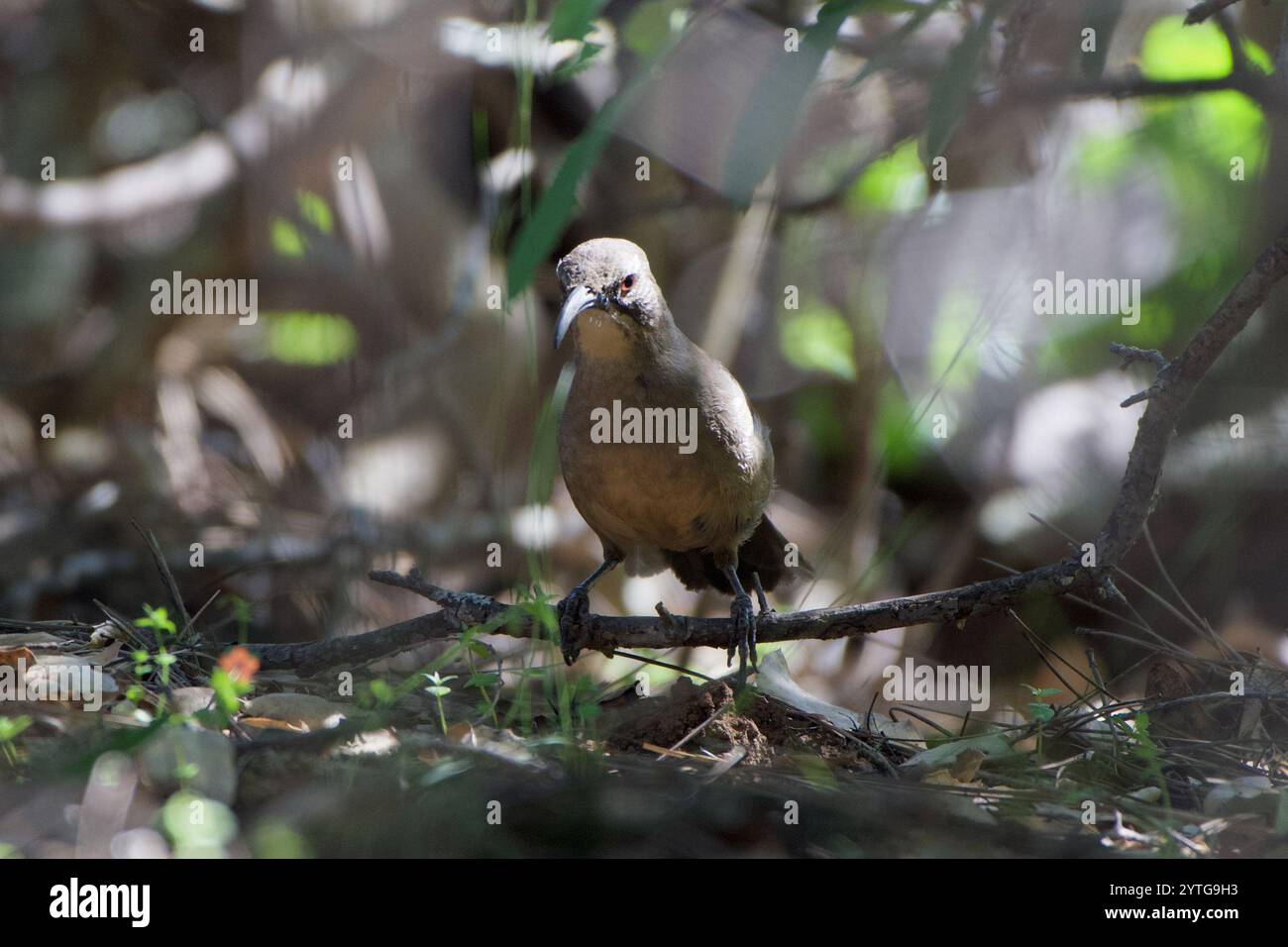 California Thrasher (Toxostoma redivivum Stock Photo - Alamy