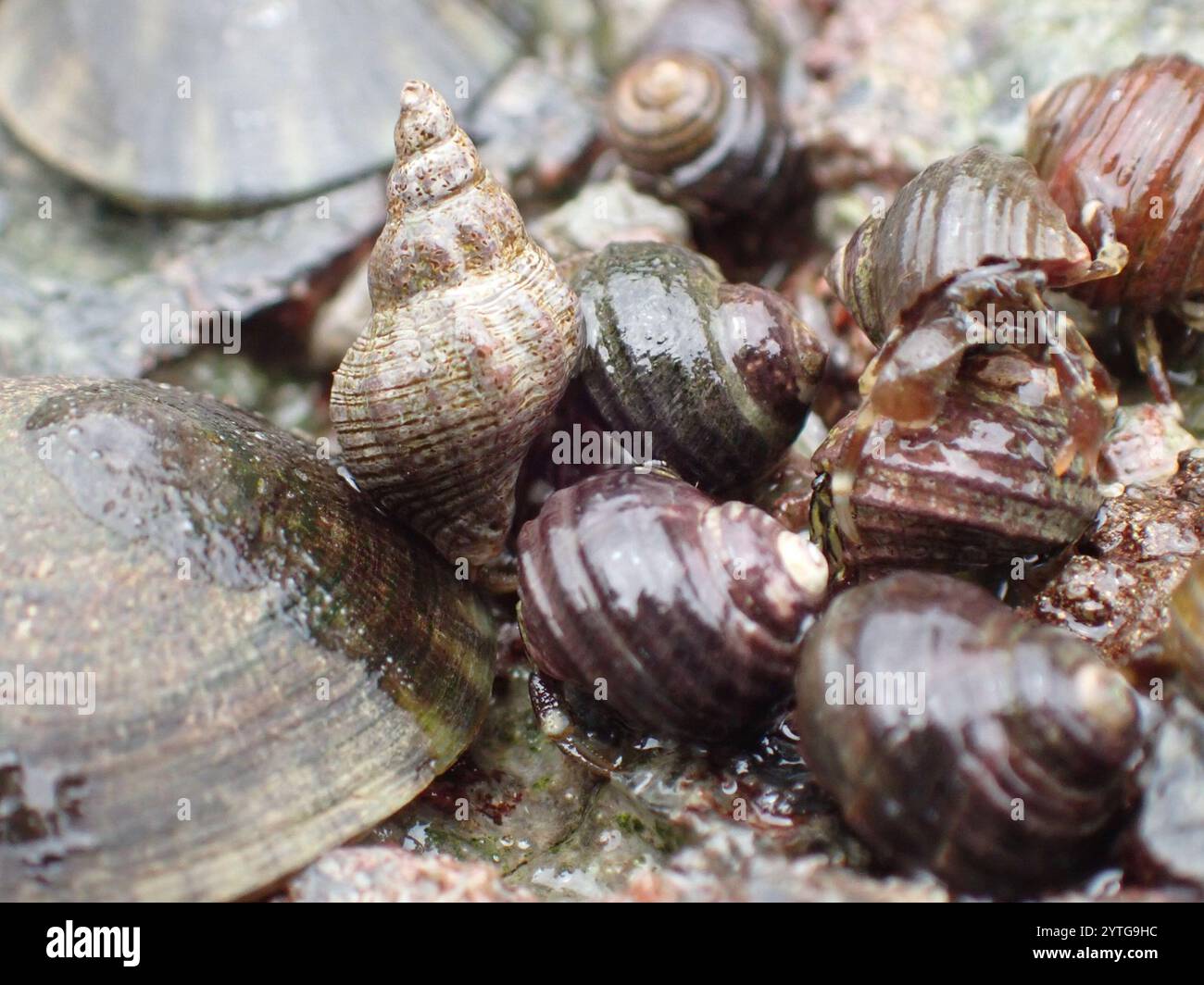 Sitka Periwinkle (Littorina sitkana Stock Photo - Alamy