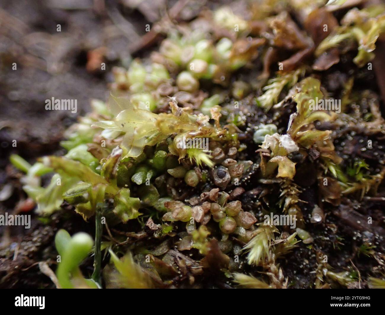 Sphaerocarpos texanus hi-res stock photography and images - Alamy