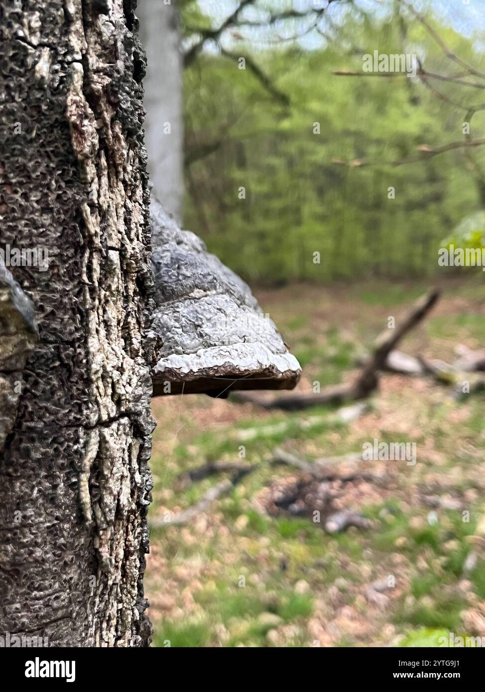 Hoof Fungus (Fomes fomentarius Stock Photo - Alamy