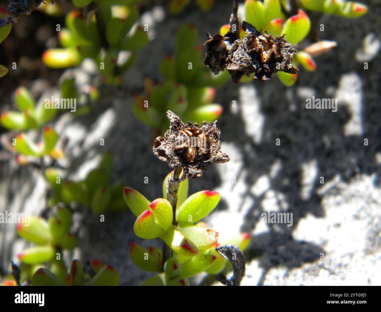 Lampranthus dewplant hi-res stock photography and images - Alamy