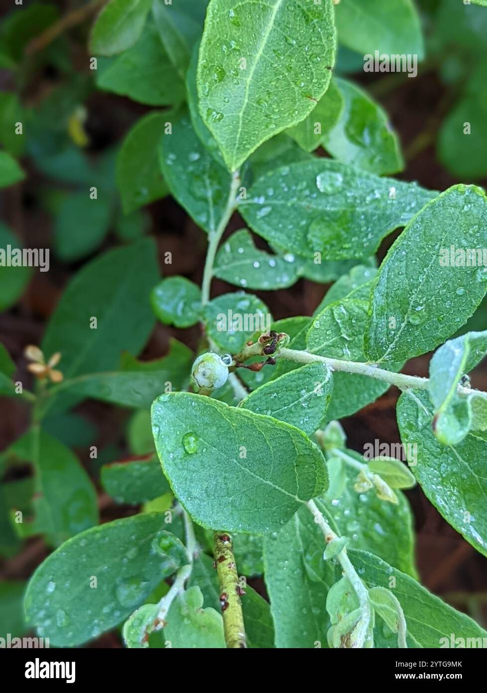 Dwarf Dangleberry (Gaylussacia nana Stock Photo - Alamy