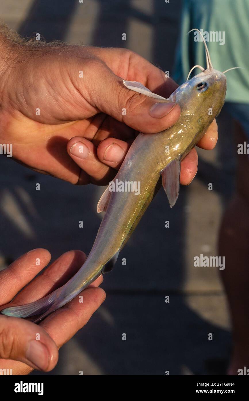 Hardhead Catfish (Ariopsis felis Stock Photo - Alamy