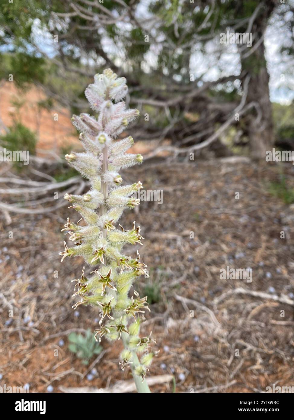 thick-stem wild cabbage (Caulanthus crassicaulis Stock Photo - Alamy
