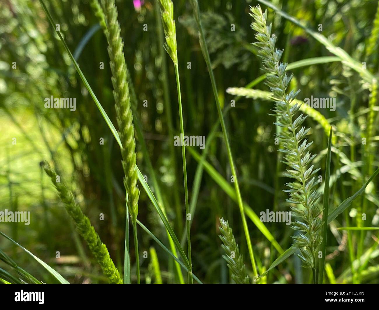 crested dogtail grass (Cynosurus cristatus Stock Photo - Alamy