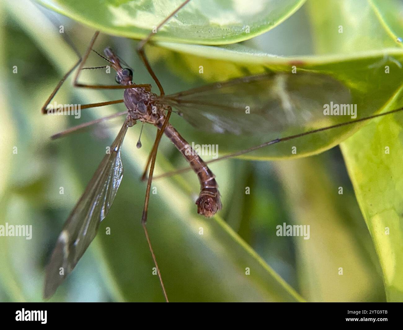 Crane Flies (Tipulomorpha Stock Photo - Alamy