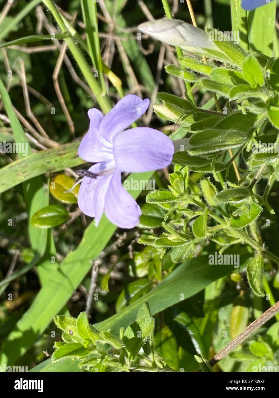 Blue Bushviolet (Barleria obtusa Stock Photo - Alamy