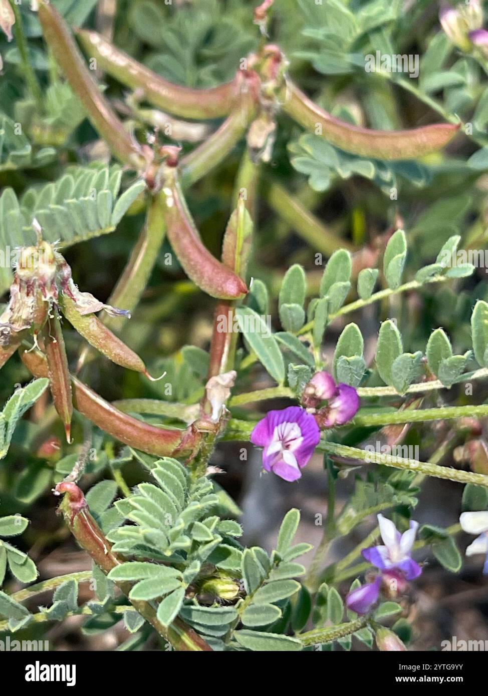 small-flowered milkvetch (Astragalus nuttallianus Stock Photo - Alamy