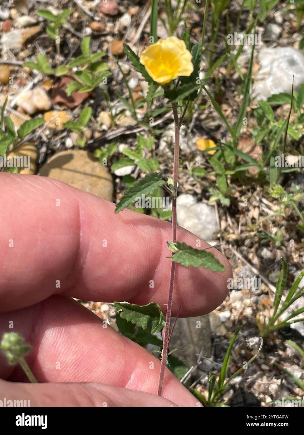 spreading sida (Sida abutilifolia Stock Photo - Alamy