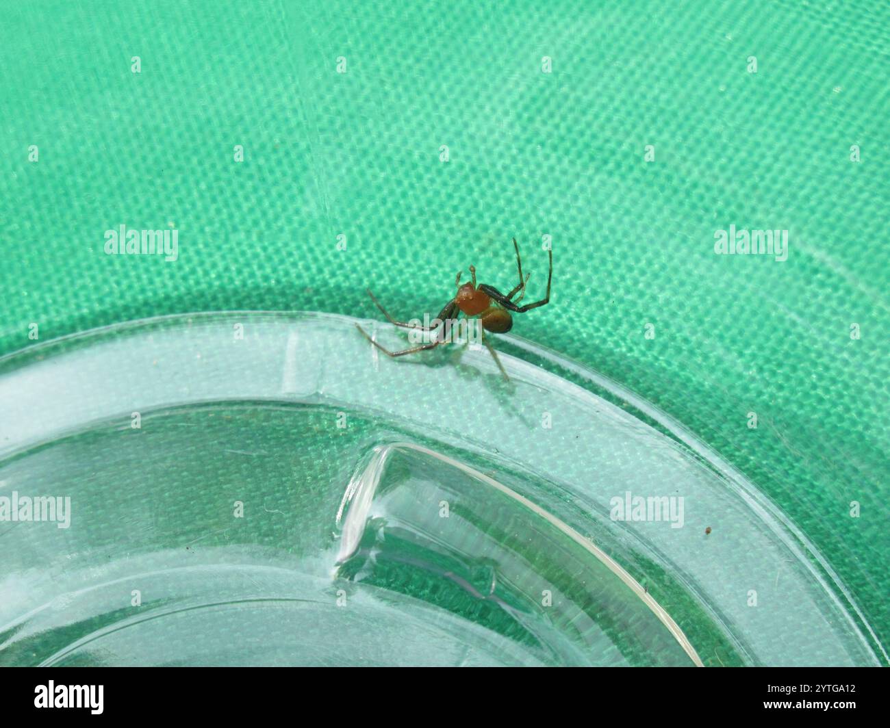 Black-banded Crab Spider (Synema parvulum Stock Photo - Alamy