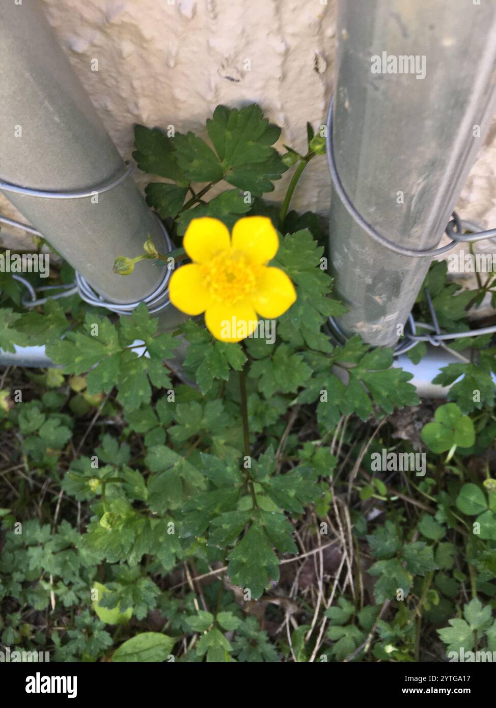 bristly buttercup (Ranunculus hispidus Stock Photo - Alamy