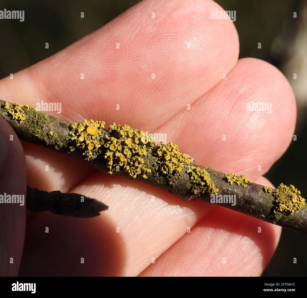 Pin-cushion Sunburst Lichen (Polycauliona polycarpa Stock Photo - Alamy