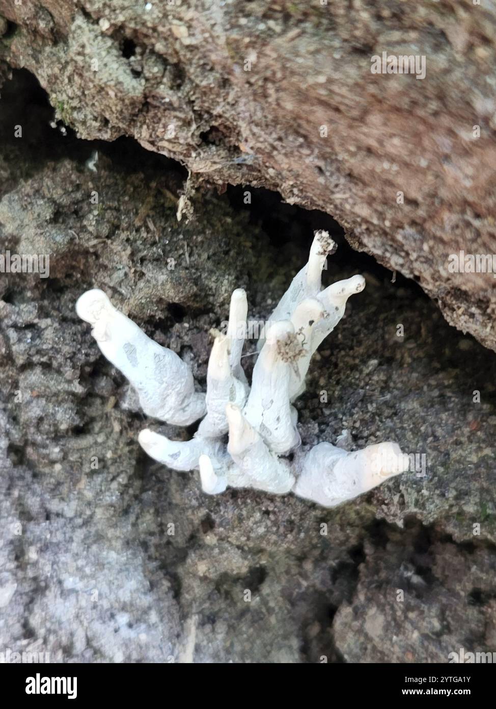 dead man's fingers (Xylaria polymorpha Stock Photo - Alamy