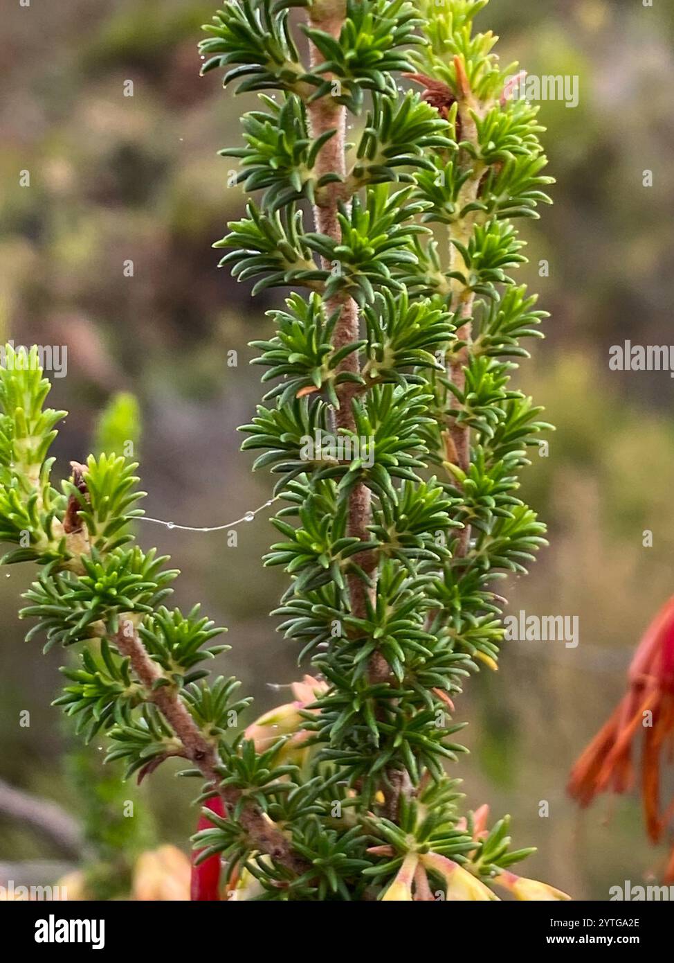Red Heath (Erica coccinea Stock Photo - Alamy