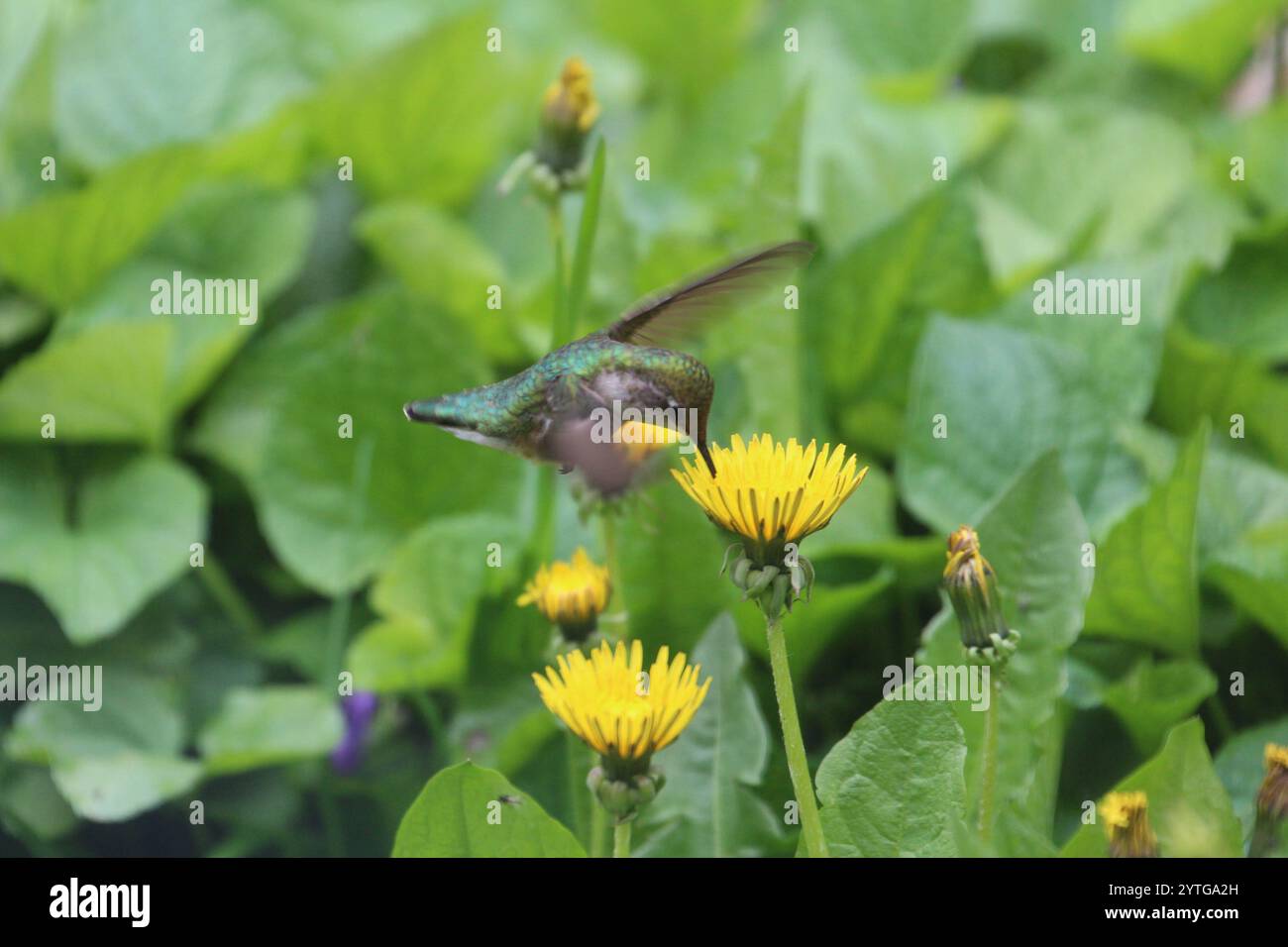 Ruby-throated Hummingbird (Archilochus colubris Stock Photo - Alamy
