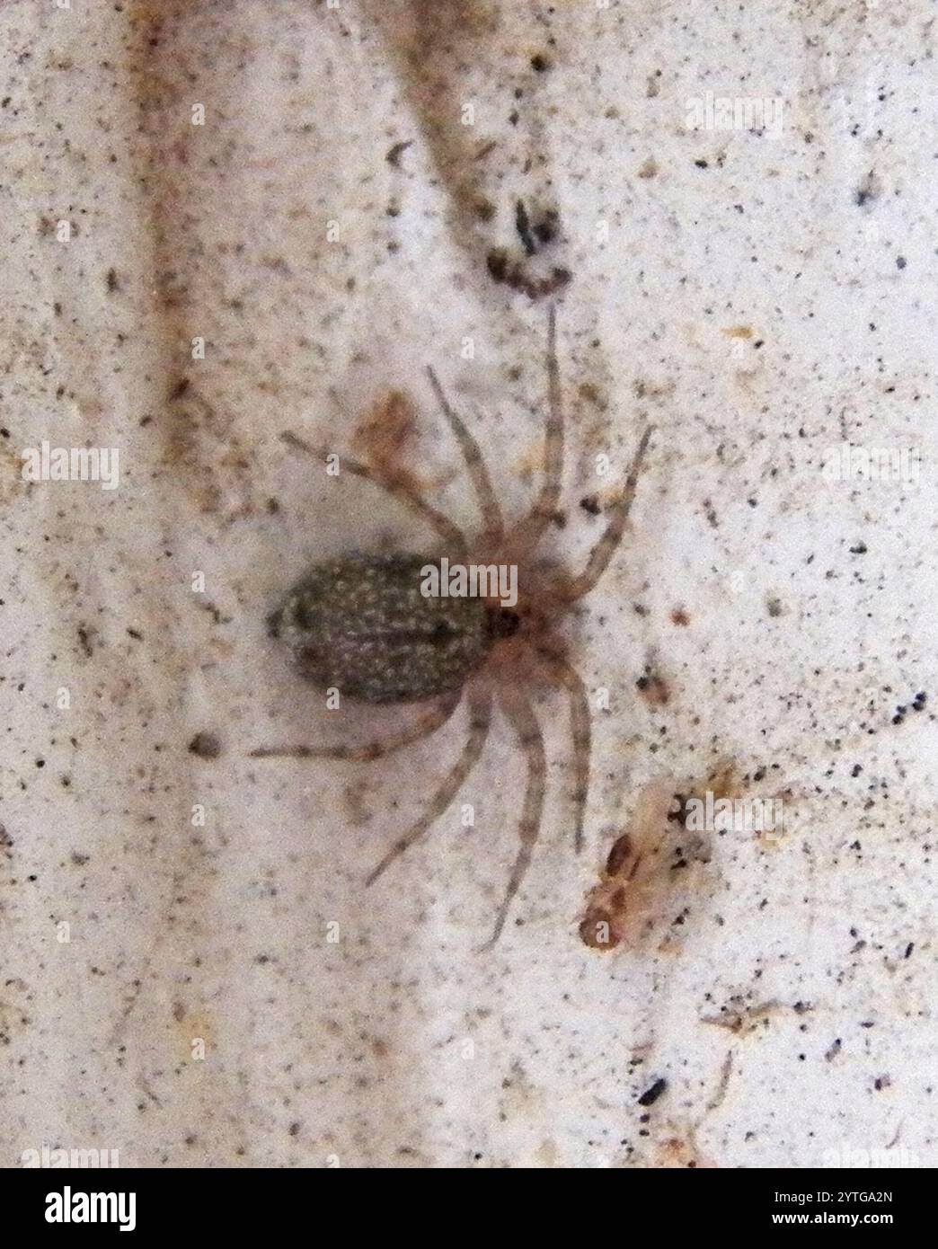 Oecobius navus hi-res stock photography and images - Alamy