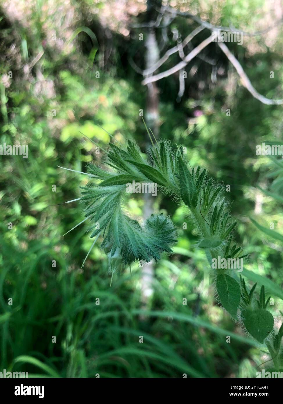 Marbleseed hi-res stock photography and images - Alamy