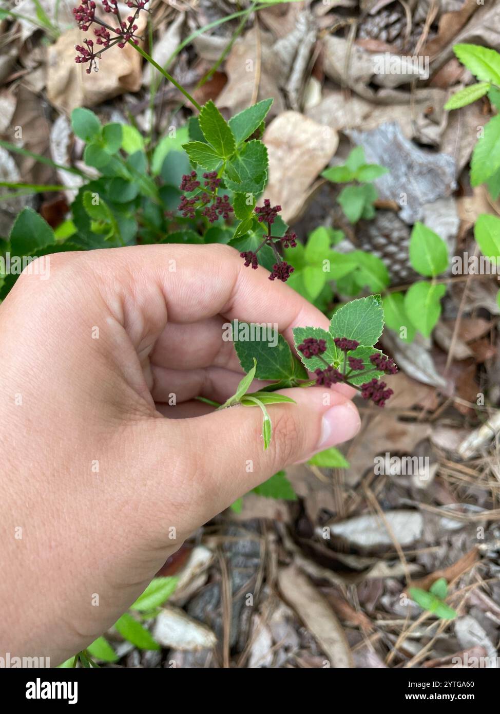 purple meadow-parsnip (Thaspium trifoliatum trifoliatum Stock Photo - Alamy