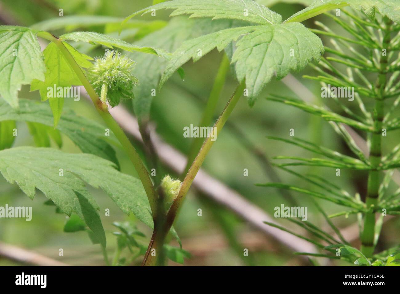 Hydrophyllum tenuipes hi-res stock photography and images - Alamy