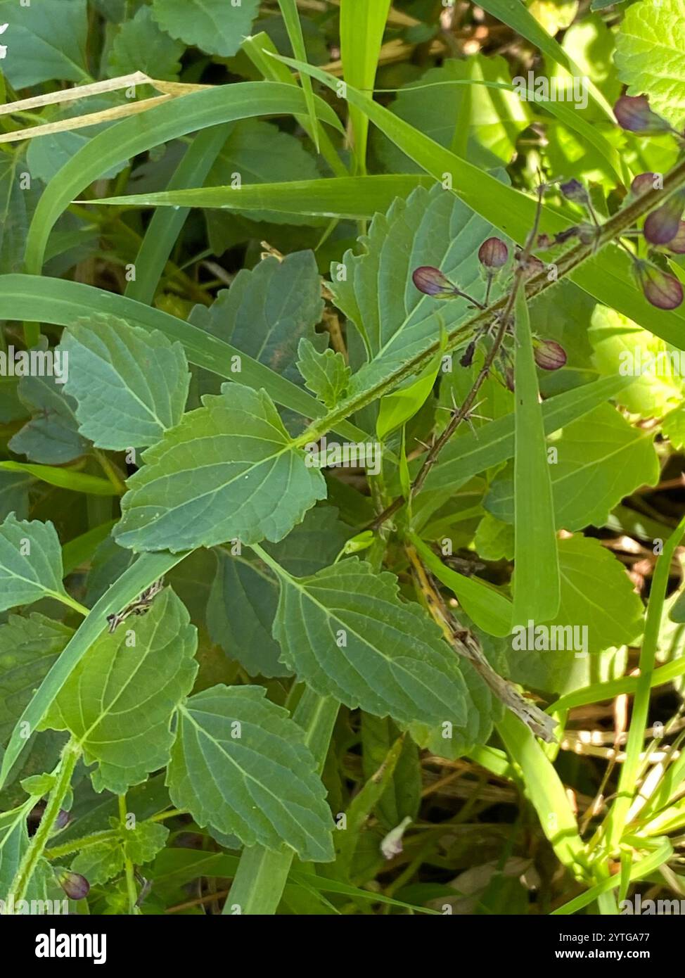 Piccadill (Orthosiphon suffrutescens Stock Photo - Alamy