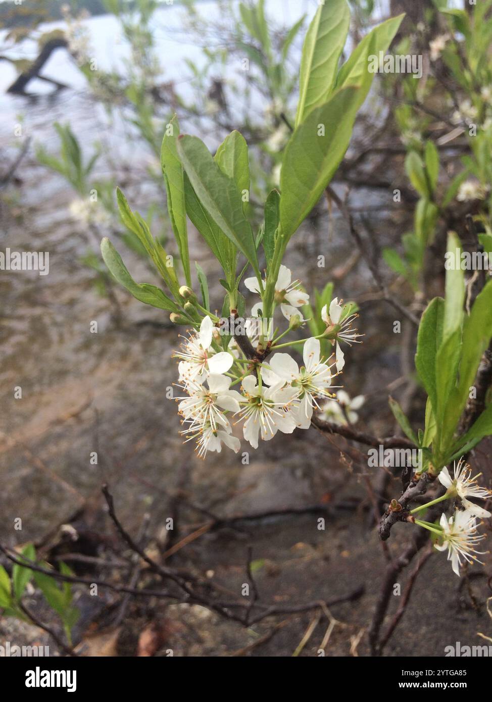 low sand cherry (Prunus pumila depressa Stock Photo - Alamy