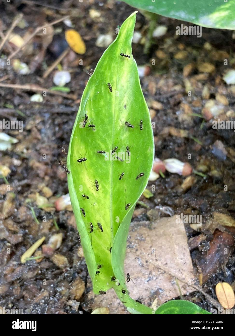 Black Scavenger Flies (Sepsidae Stock Photo - Alamy