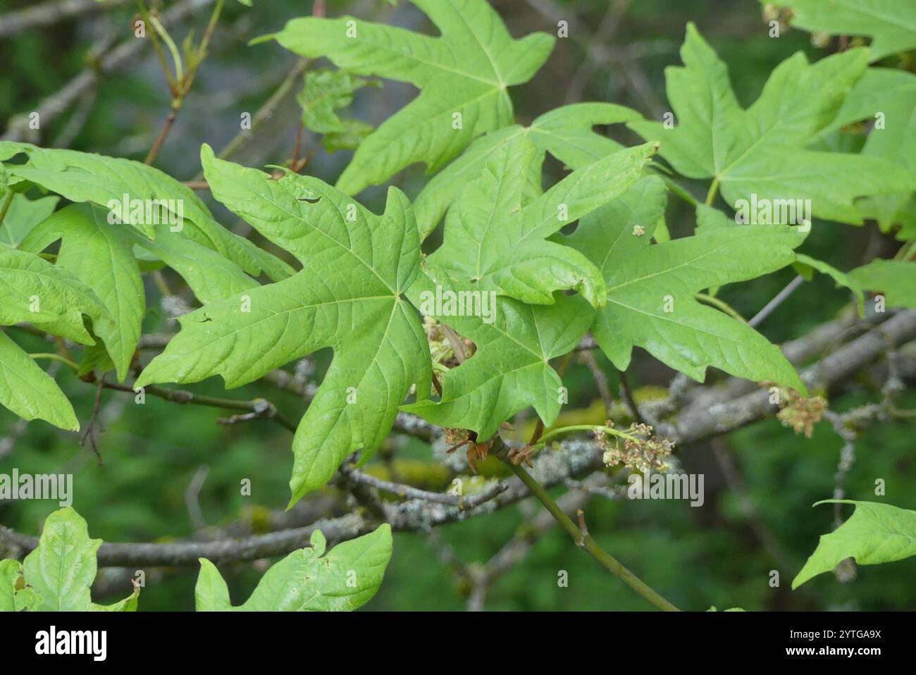 bigleaf maple (Acer macrophyllum Stock Photo - Alamy