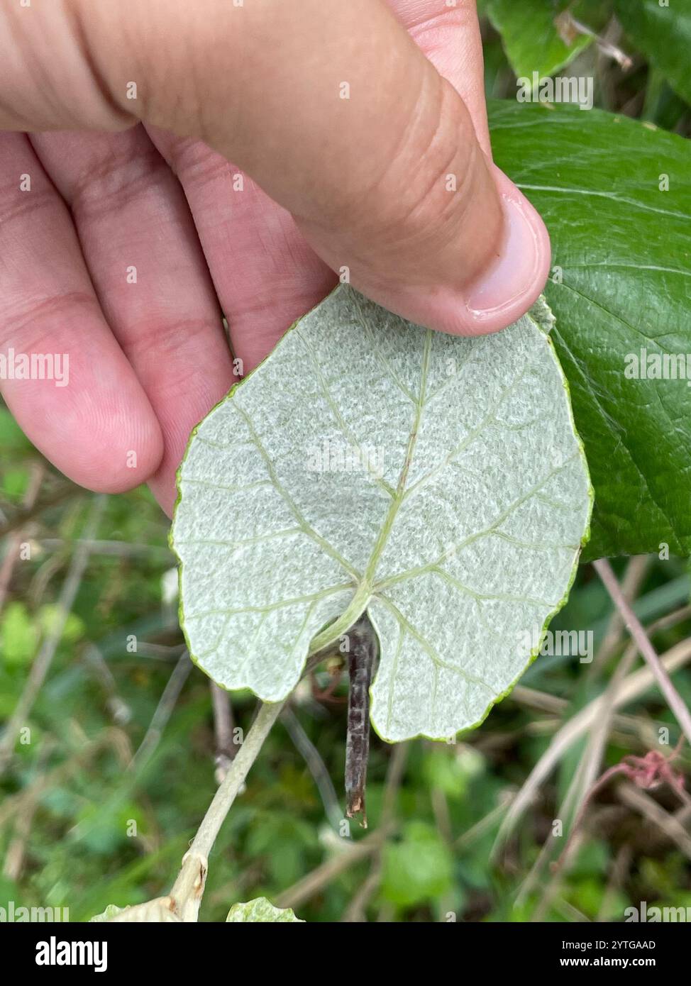 Vitis mustangensis hi-res stock photography and images - Alamy