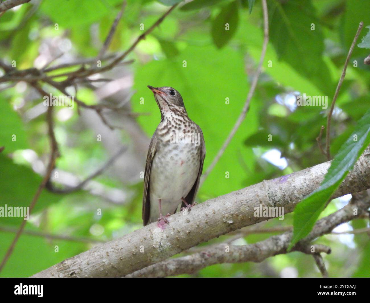 Gray cheeked thrush catharus minimus hi-res stock photography and images - Alamy