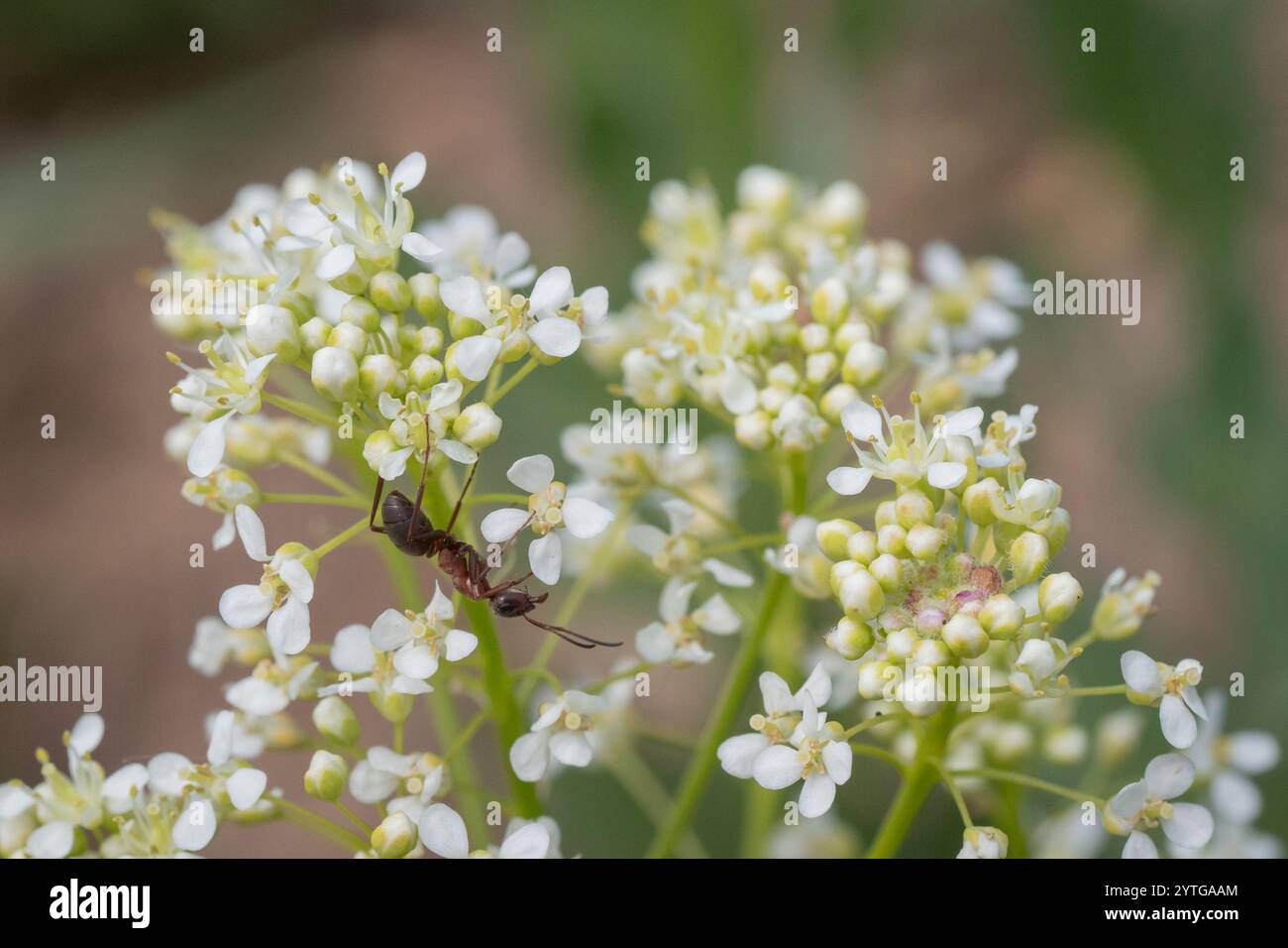 Formica rufibarbis hi-res stock photography and images - Alamy