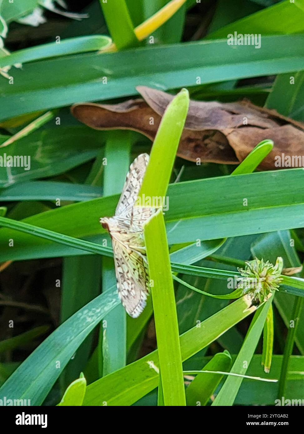 Stained-glass Moth (Samea castellalis Stock Photo - Alamy