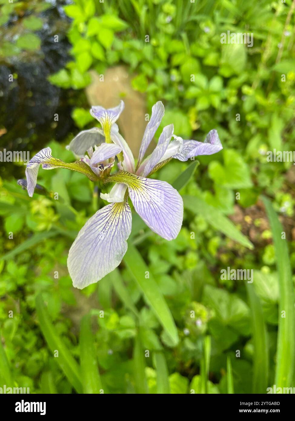 northern blue flag (Iris versicolor Stock Photo - Alamy