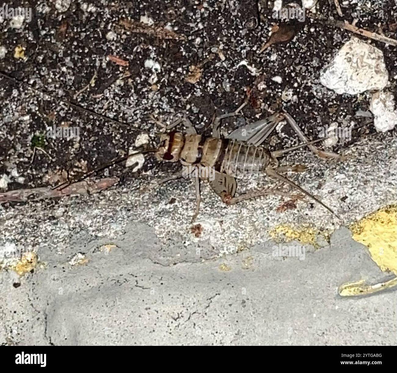 Tropical house cricket hi-res stock photography and images - Alamy