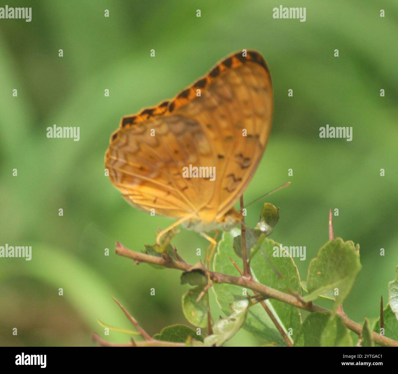 Common Leopard (Phalanta phalantha Stock Photo - Alamy