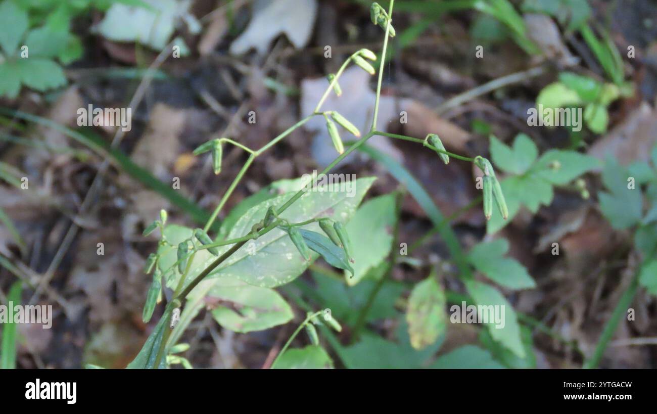 tall rattlesnake root (Nabalus altissimus Stock Photo - Alamy